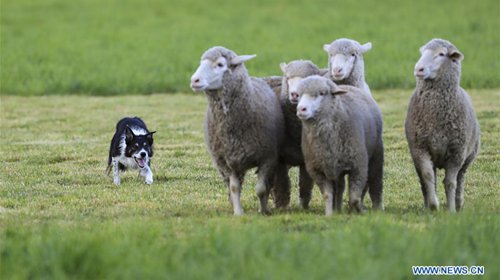 National Sheepdog Finals held in Colorado, US - Global Times
