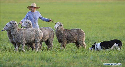 National Sheepdog Finals held in Colorado, US - Global Times