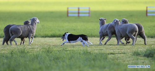 National Sheepdog Finals held in Colorado, US - Global Times