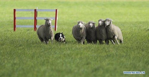 National Sheepdog Finals held in Colorado, US - Global Times