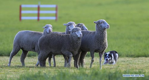 National Sheepdog Finals held in Colorado, US - Global Times