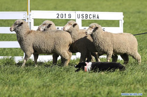 National Sheepdog Finals held in Colorado, US - Global Times