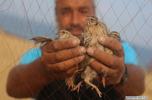 Migrant quails in S. Gaza - Global Times