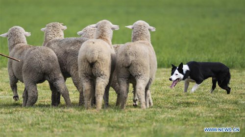 National Sheepdog Finals held in Colorado, US - Global Times