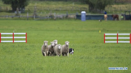 National Sheepdog Finals held in Colorado, US - Global Times