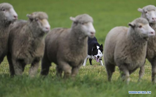 National Sheepdog Finals held in Colorado, US - Global Times