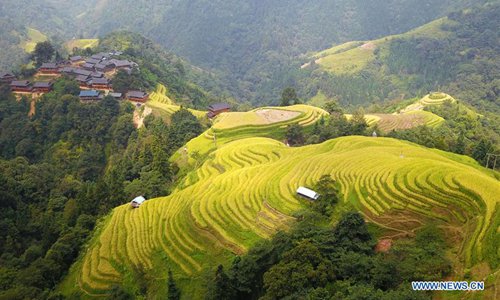 Villagers harvest paddy rice in China's Guizhou - Global Times
