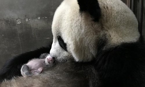 New captive panda cub born in China - Global Times