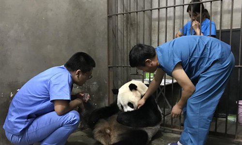 New captive panda cub born in China - Global Times