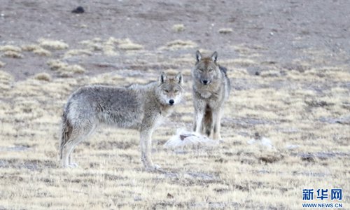 Gray wolves from China's provinces have various lineages: research ...