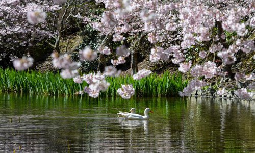 Scenery of cherry blossoms in Wellington, New Zealand - Global Times