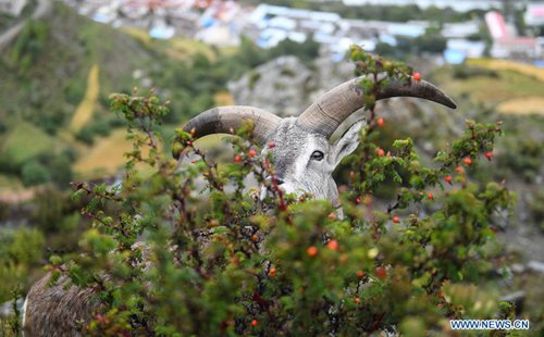 Blue sheep in Lhozhag County, SW China's Tibet - Global Times