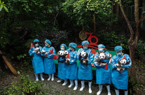 A special debut: 7 panda cubs arranged in the shape of the number "70 ...