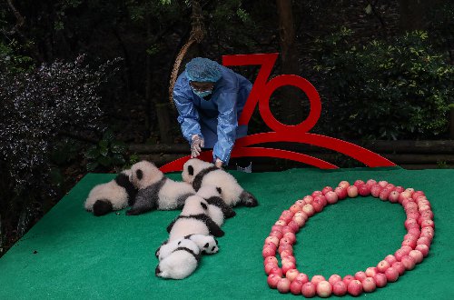 A special debut: 7 panda cubs arranged in the shape of the number "70 ...