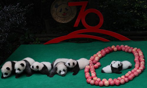 A special debut: 7 panda cubs arranged in the shape of the number "70 ...
