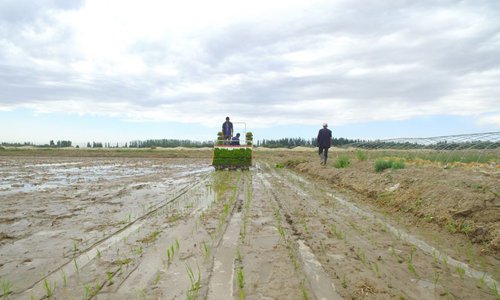 Yuan Longping, father of hybrid rice - Global Times