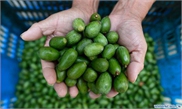 Chinese torreya nuts enter harvest season in Jidong Township, Zhejiang ...