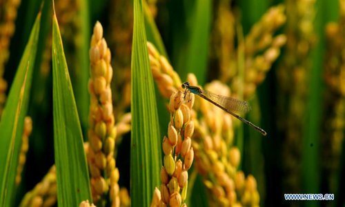Honeybee, dragonfly seen at field in Songjiang District of Shanghai ...