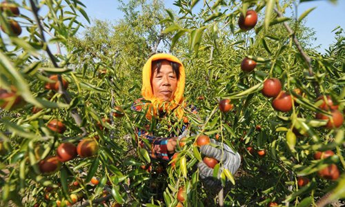 Jujube harvest festival held in Qiemo County, China's Xinjiang - Global ...