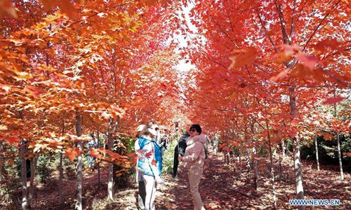 Scenery of red maple leaves in Zhangdang Town, NE China's Liaoning ...