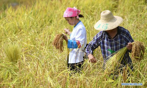 Farmers harvest rice in south China's Guangxi - Global Times