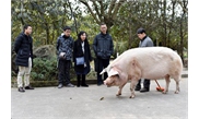 Legendary pig enjoys golden years - Global Times