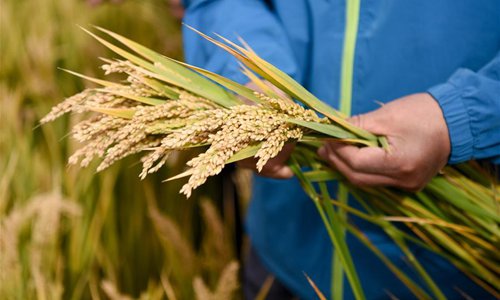 Saline soil rice near Xinjiang desert enters harvest season - Global Times