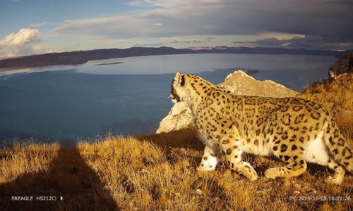 Snow leopard triggered infrared cameras 194 times in the Yellow River ...