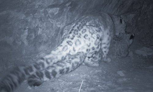 Snow leopard triggered infrared cameras 194 times in the Yellow River ...