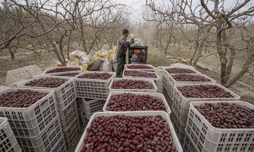 Ruoqiang County in China's Xinjiang famous for red jujubes - Global Times