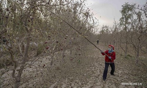 Ruoqiang County in China's Xinjiang famous for red jujubes - Global Times