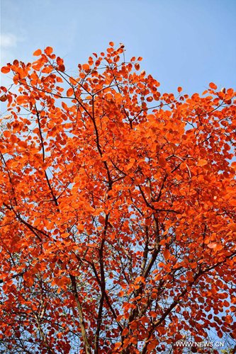 Scenery of red leaves of Changshou Mountain in Zhulin, China's Henan ...