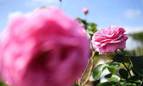 Rose show kicks off in Taipei Expo Park - Global Times