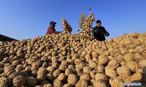 Farmers dry harvested walnuts in N China's Hebei - Global Times