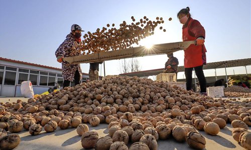 Farmers dry harvested walnuts in N China's Hebei - Global Times
