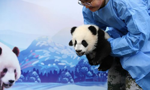 Three panda cubs make their debut in NW China - Global Times