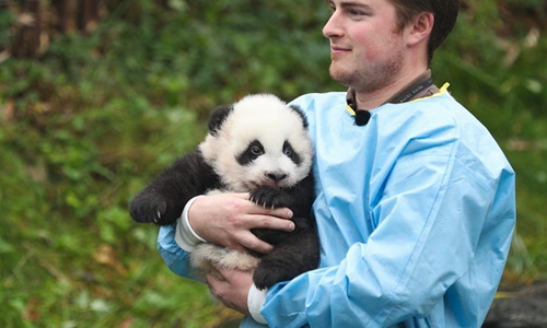 Giant panda twins of 'Bao Mei', 'Bao Di' at Pairi Daiza zoo in Belgium ...