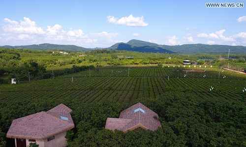Farmers pick tea leaves at organic tea garden in China's Hainan ...