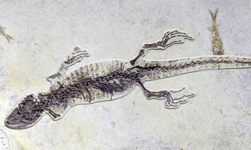 Lizards living 100 million years ago dined on crayfish - Global Times