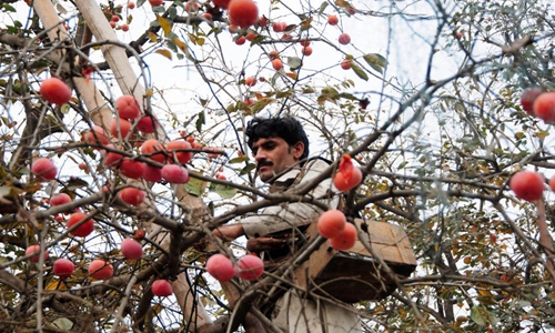 Harvest day! Pakistanis pick persimmons from trees - Global Times
