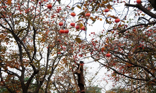 Harvest day! Pakistanis pick persimmons from trees - Global Times