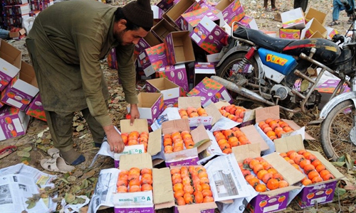 Harvest day! Pakistanis pick persimmons from trees - Global Times
