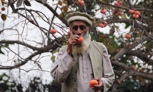 Harvest day! Pakistanis pick persimmons from trees - Global Times