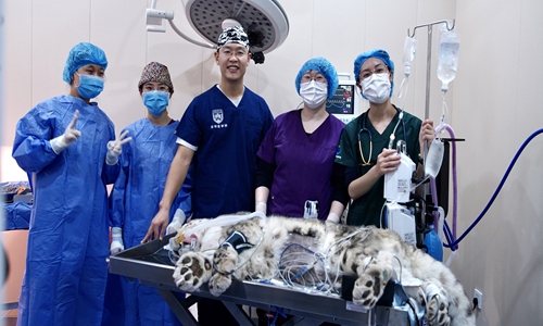 Chinese vets perform world's first snow leopard cataract surgery ...