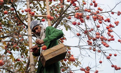 Harvest day! Pakistanis pick persimmons from trees - Global Times