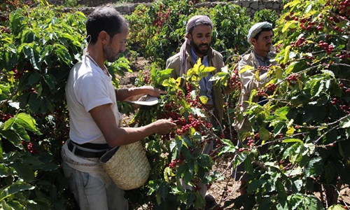 Yemenis harvest coffee amid war challenges - Global Times