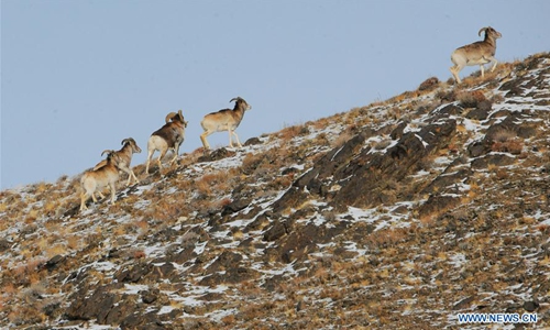 Wild animals forage at Haltent Grassland in NW China's Gansu - Global Times