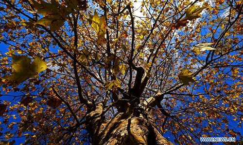 Autumn scenery at Sawfar town in Mount Lebanon governorate, Lebanon ...