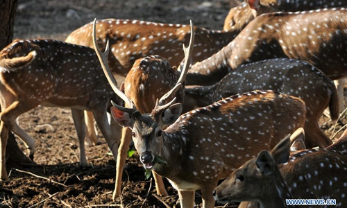 Wildlife park in Jammu, Indian-controlled Kashmir - Global Times