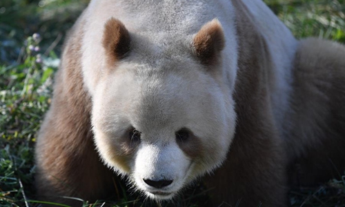 Rare brown and white giant panda Qizai seen at Qinling research base in ...